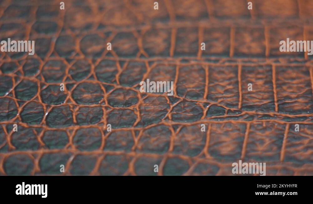 Crocodile scale Stock Videos & Footage - HD and 4K Video Clips - Alamy