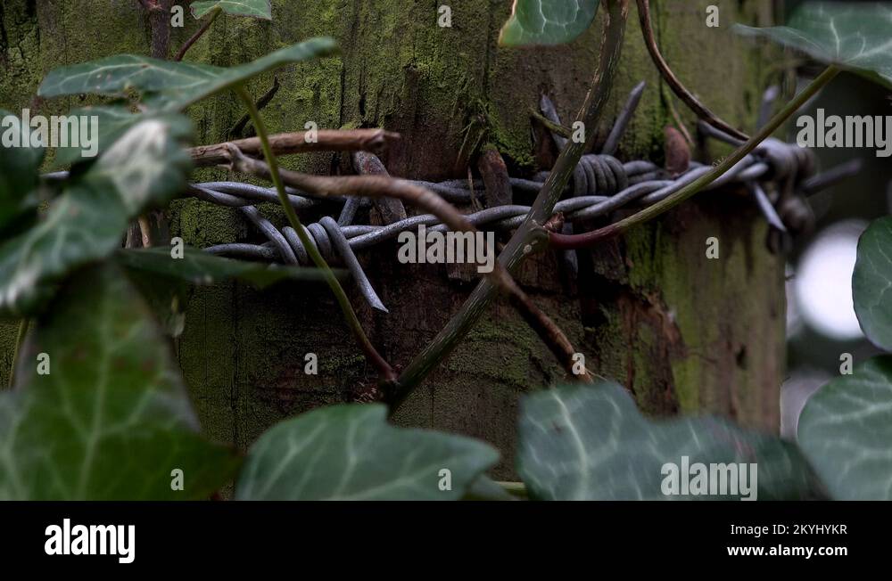 Barbed wire uk Stock Videos & Footage - HD and 4K Video Clips - Alamy
