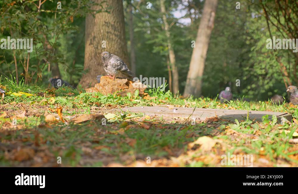 Shooting pigeons Stock Videos & Footage - HD and 4K Video Clips - Alamy