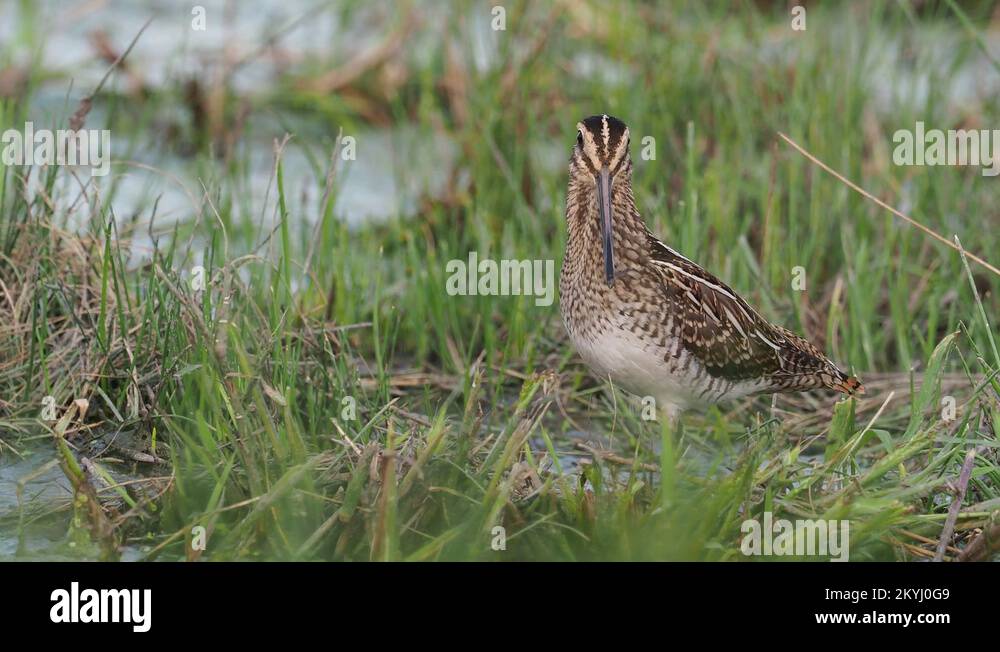 British snipe Stock Videos & Footage - HD and 4K Video Clips - Alamy