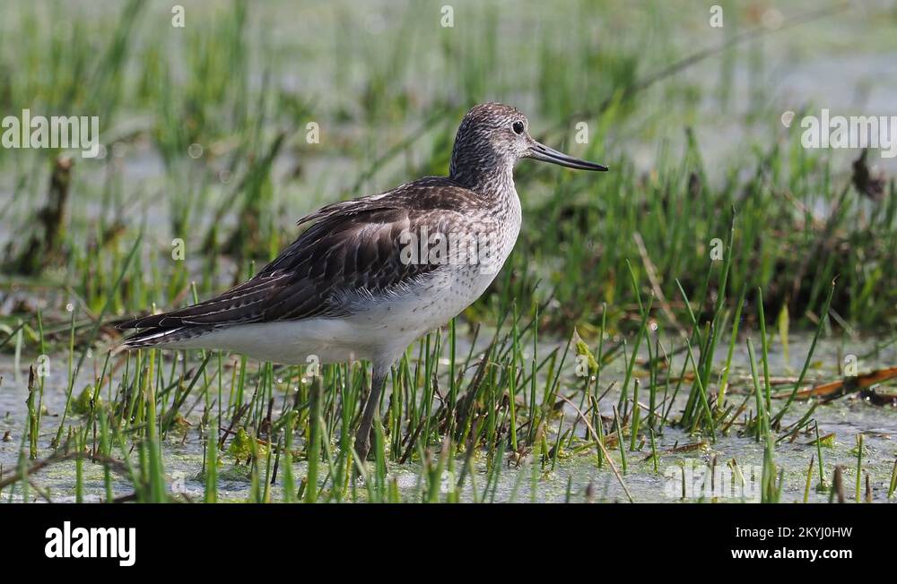 Tringa Stock Videos & Footage - HD and 4K Video Clips - Alamy