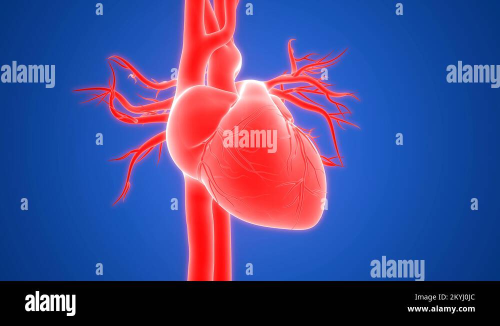 Human Heartbeat Anatomy Stock Video Footage - Alamy