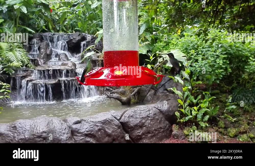 Two hummingbirds feed in a feeder at La Paz Waterfall Gardens in Costa ...