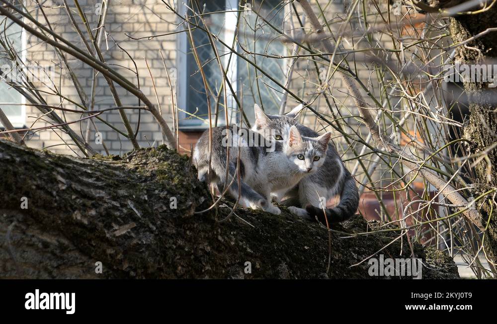 Cats in the tree Stock Videos & Footage - HD and 4K Video Clips - Alamy