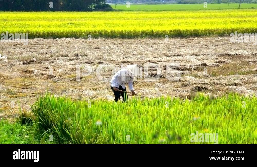 Traditional farmer hat Stock Videos & Footage - HD and 4K Video Clips ...
