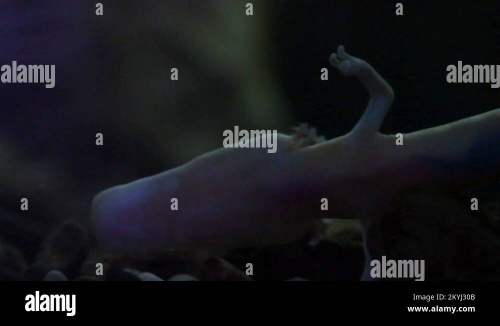 Proteus Stock Videos & Footage - HD and 4K Video Clips - Alamy