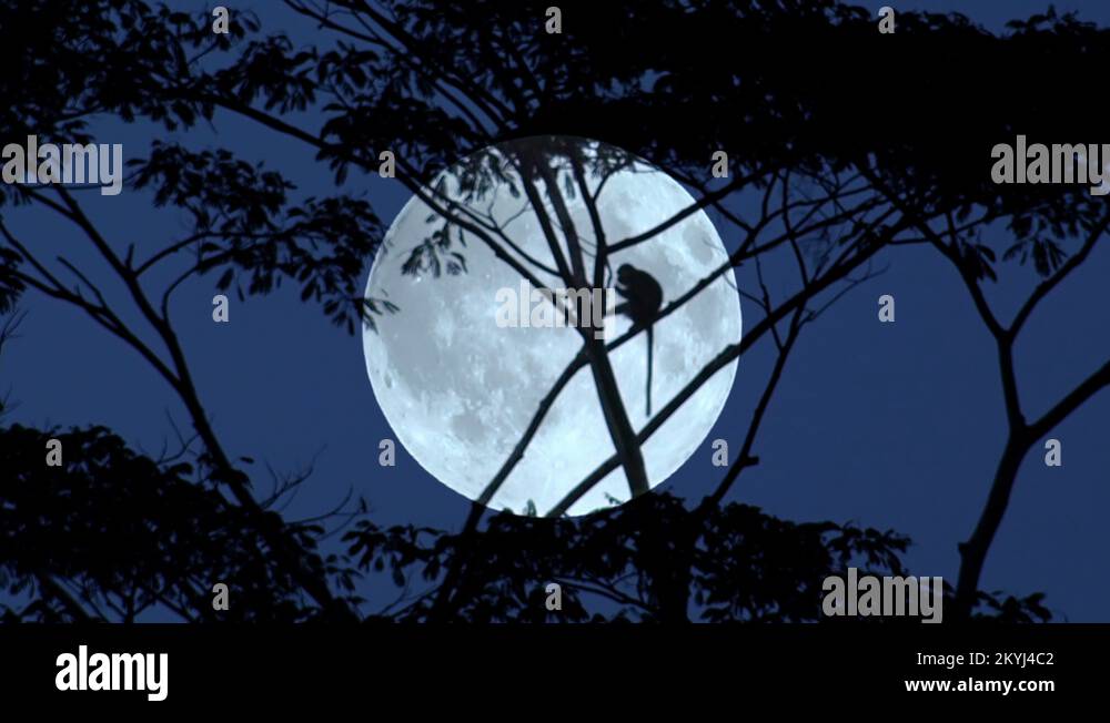 Monkey moon Stock Videos & Footage - HD and 4K Video Clips - Alamy