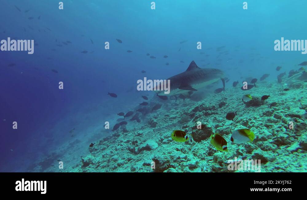 Tiger Shark clapping their jaws swim over rocky seabed. Tiger Shark ...