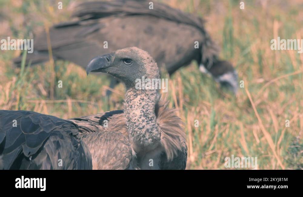 White backed vulture prey Stock Videos & Footage - HD and 4K Video ...
