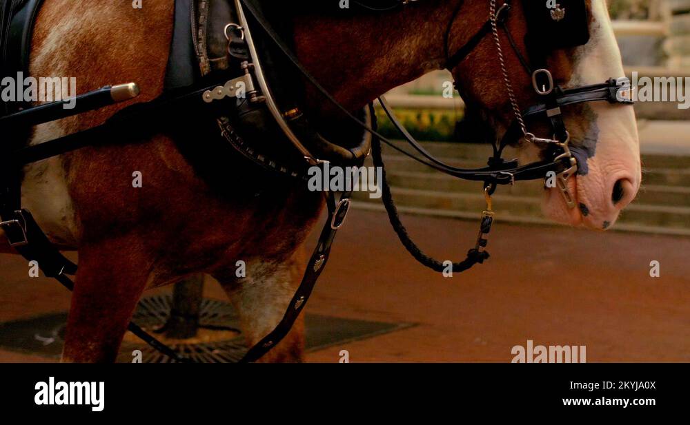 Horse Leads Carriage, Close-up Stock Video Footage - Alamy