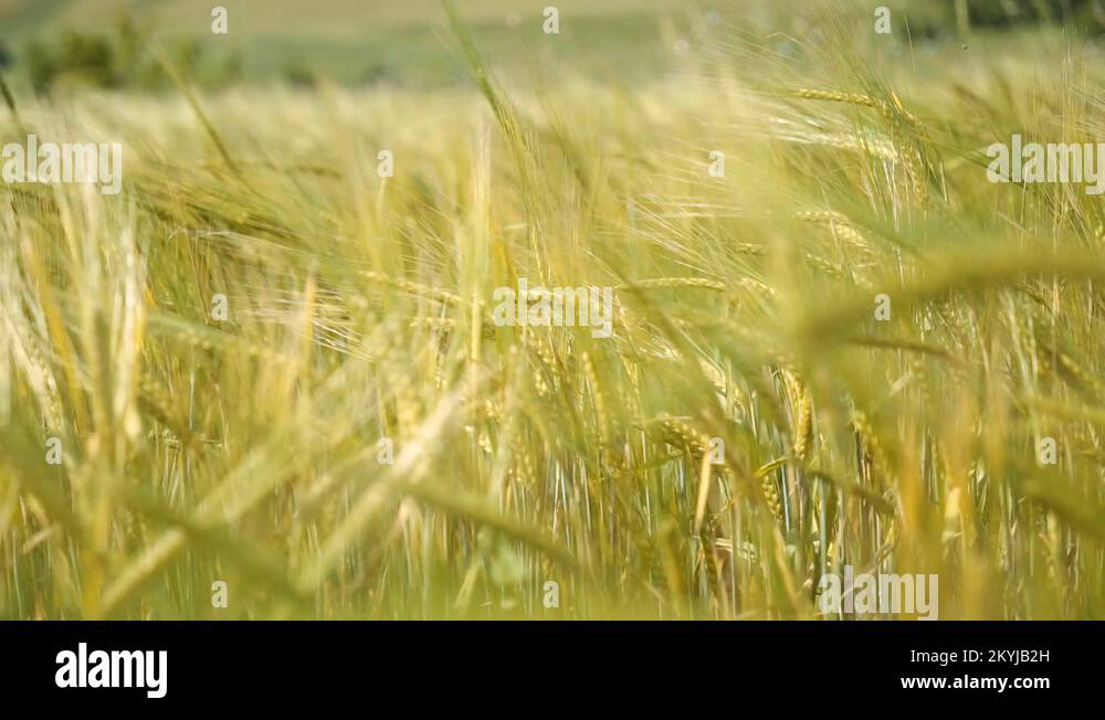 Lean season Stock Videos & Footage - HD and 4K Video Clips - Alamy