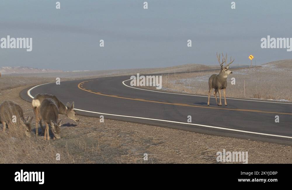 Wildlife on highway Stock Videos & Footage - HD and 4K Video Clips - Alamy