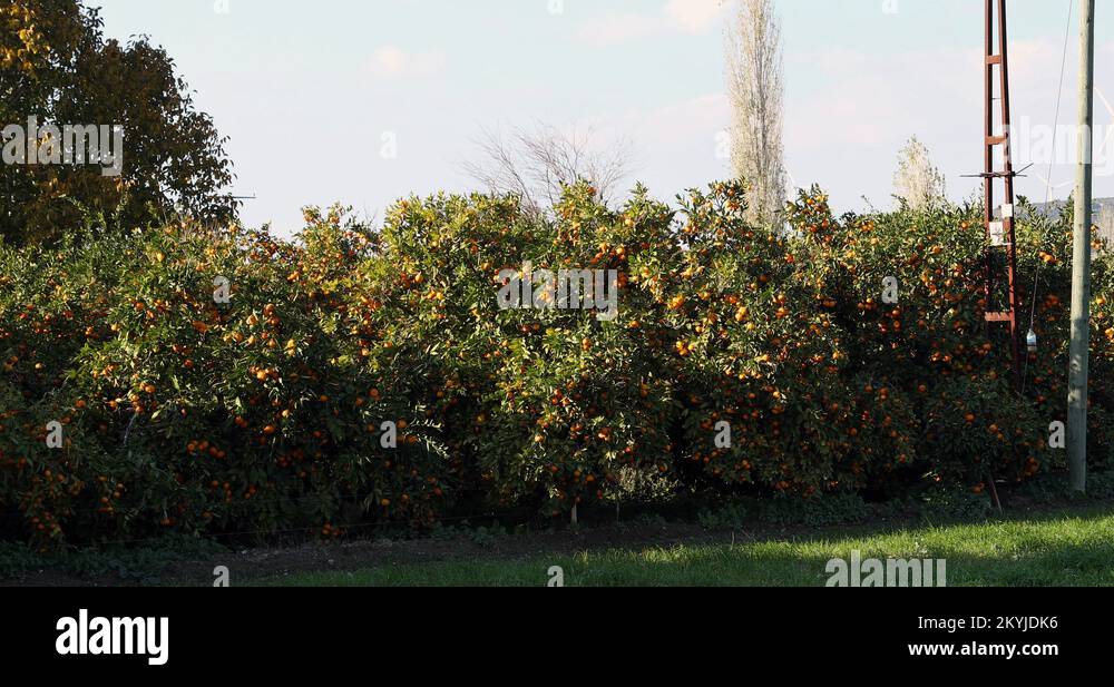 Mandarine plantations Stock Videos & Footage - HD and 4K Video Clips - Alamy