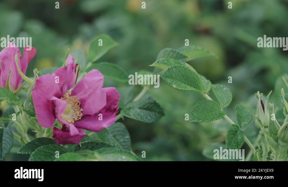 Rose woody perennial flowering plant Stock Videos & Footage - HD and 4K ...