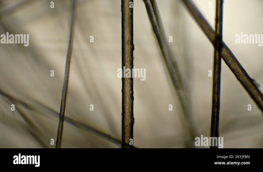 Gray hair microscope Stock Videos & Footage - HD and 4K Video Clips - Alamy