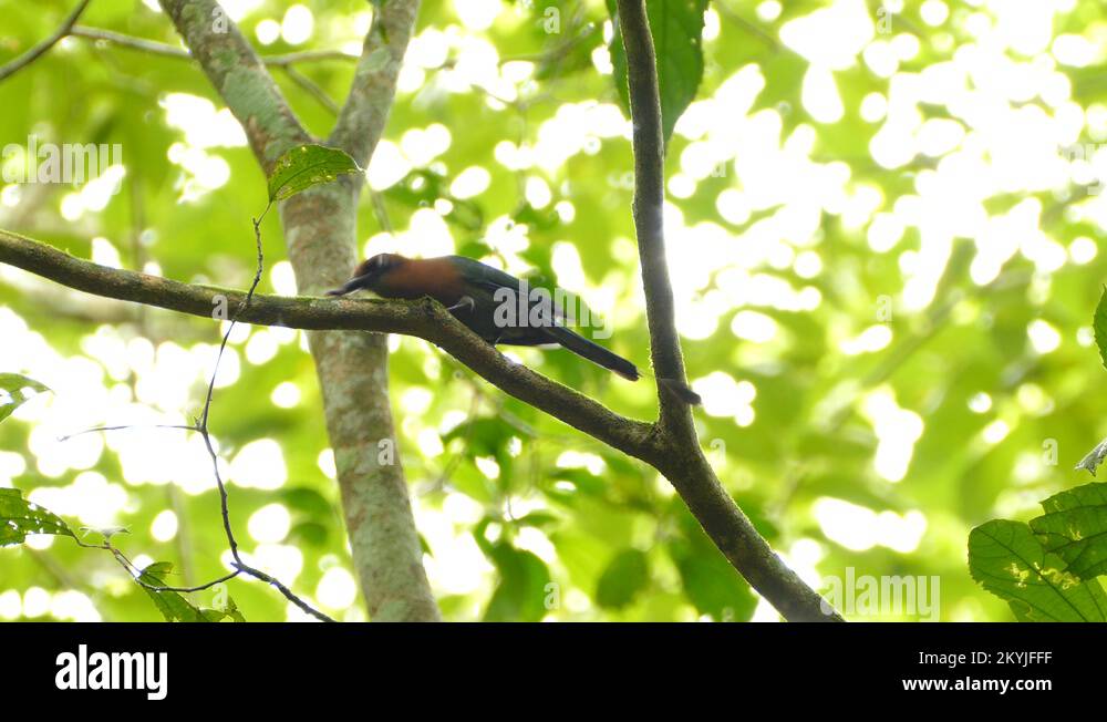 Motmot exotic bird eats a caterpillar and swings tail sideways for ...