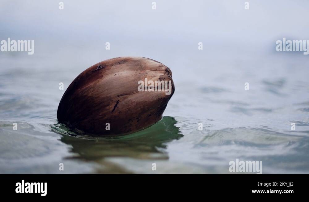 Coconut seed in water Stock Videos & Footage - HD and 4K Video Clips ...