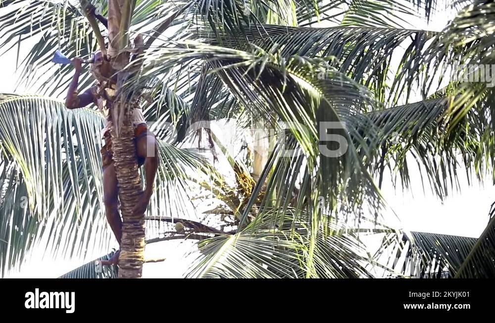 worker cuts down palm tree leaves for harvesting coconuts Stock Video Footage - Alamy