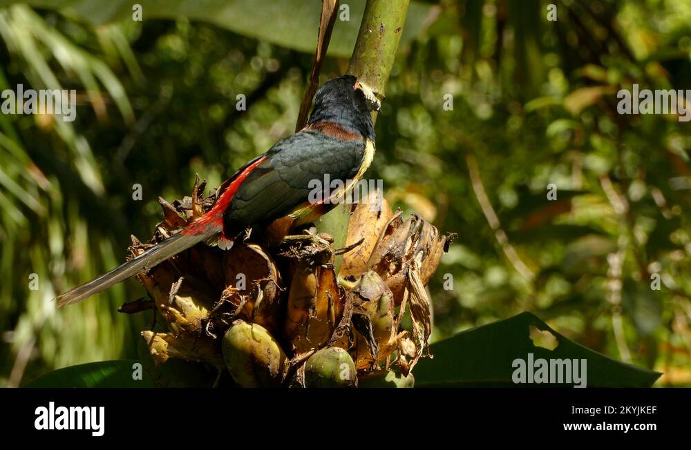 Toucan colors Stock Videos & Footage - HD and 4K Video Clips - Alamy
