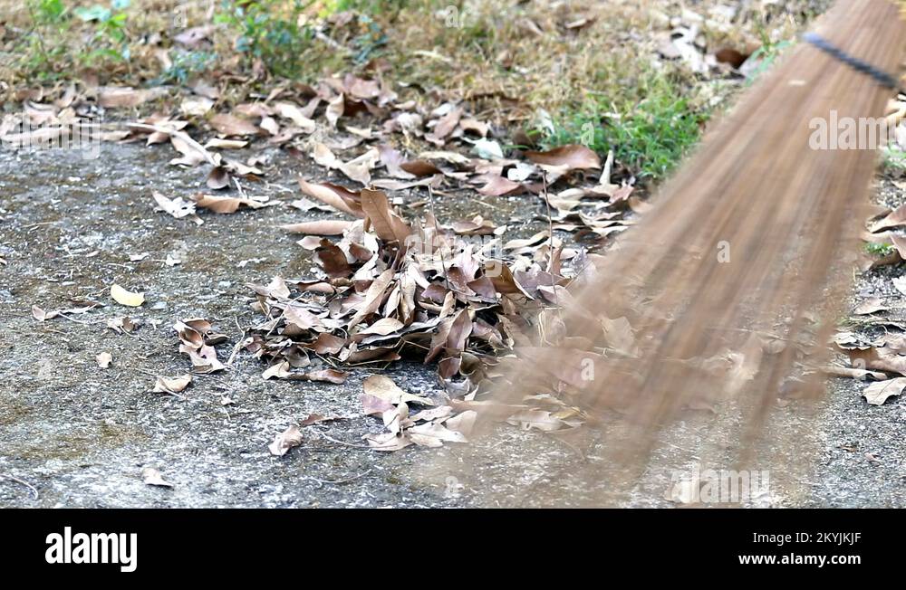 Broom palm Stock Videos & Footage - HD and 4K Video Clips - Alamy