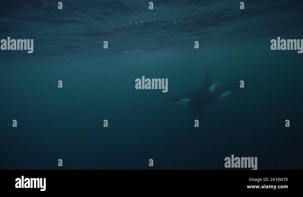 Orca, killer whales hunting for herrings in the Fjords of Norway Stock ...