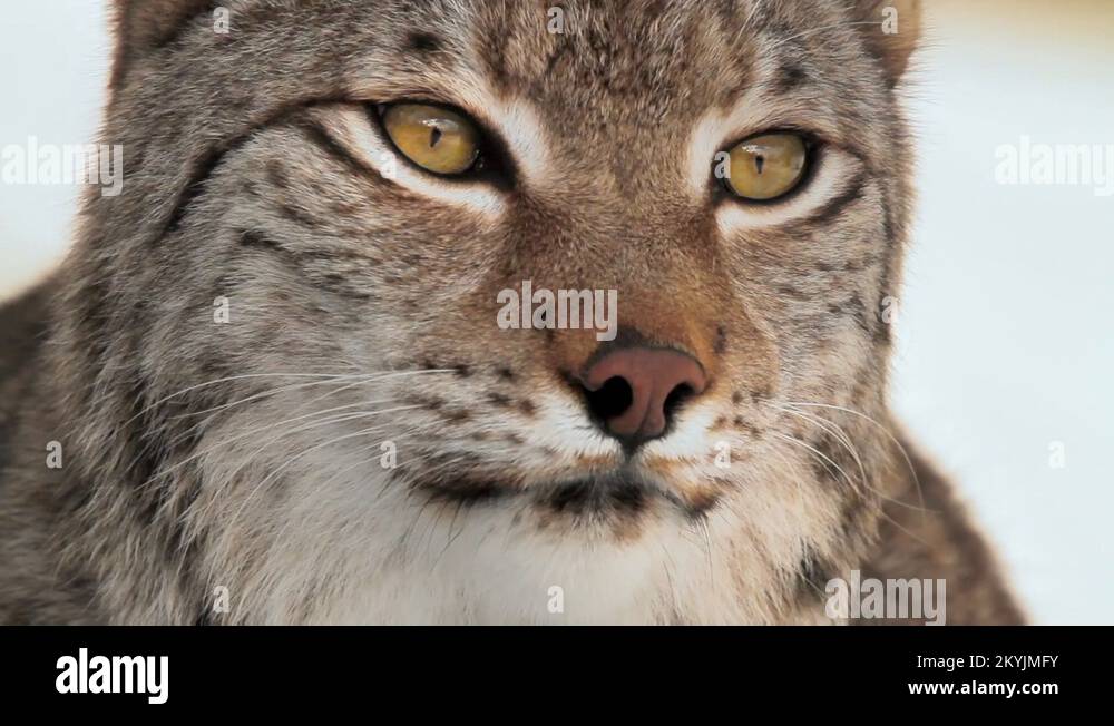 Zoomed in face Stock Videos & Footage - HD and 4K Video Clips - Alamy