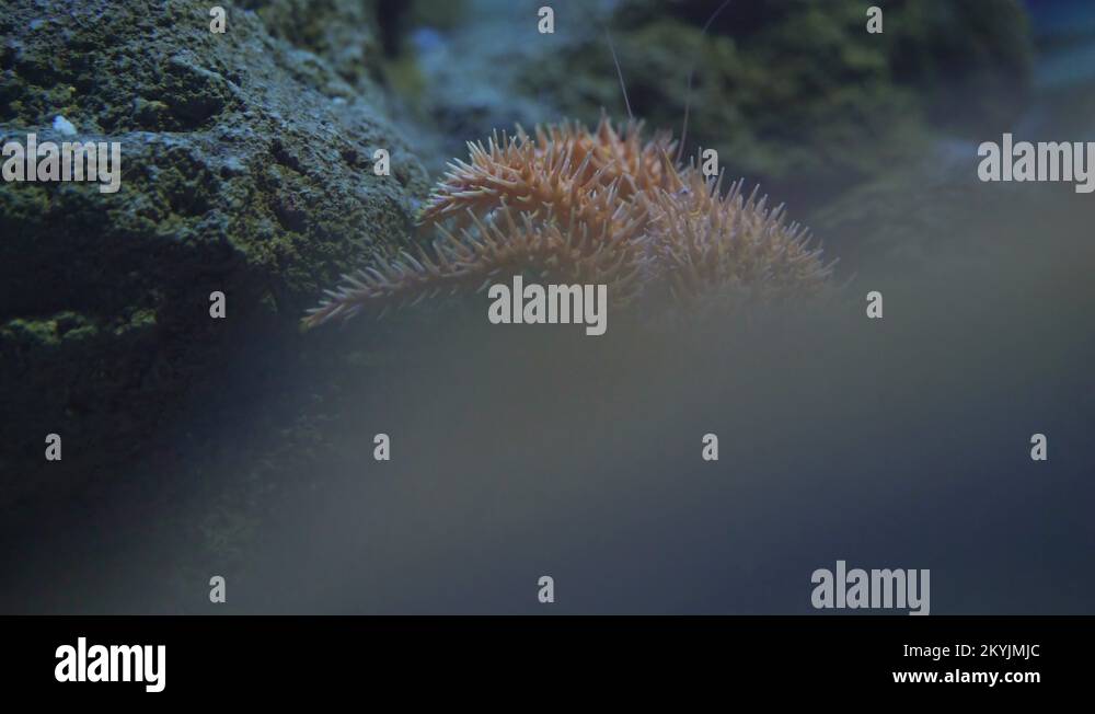 Spiny rock crab Stock Videos & Footage - HD and 4K Video Clips - Alamy
