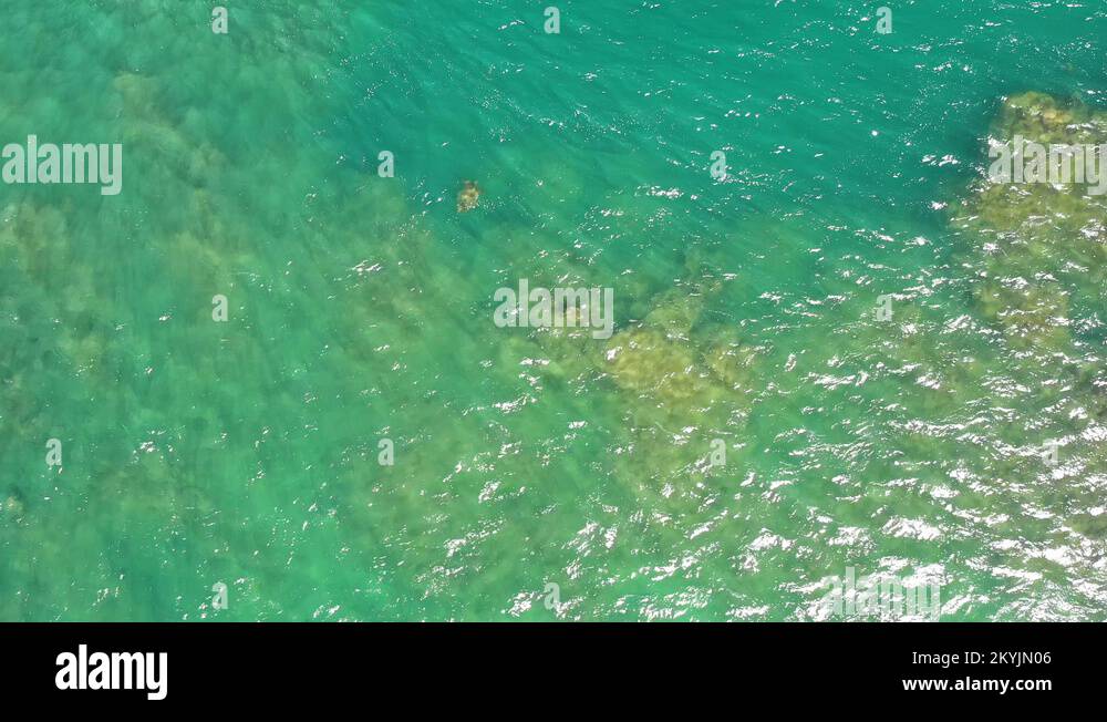 Sea turtle looking down Stock Videos & Footage - HD and 4K Video Clips ...