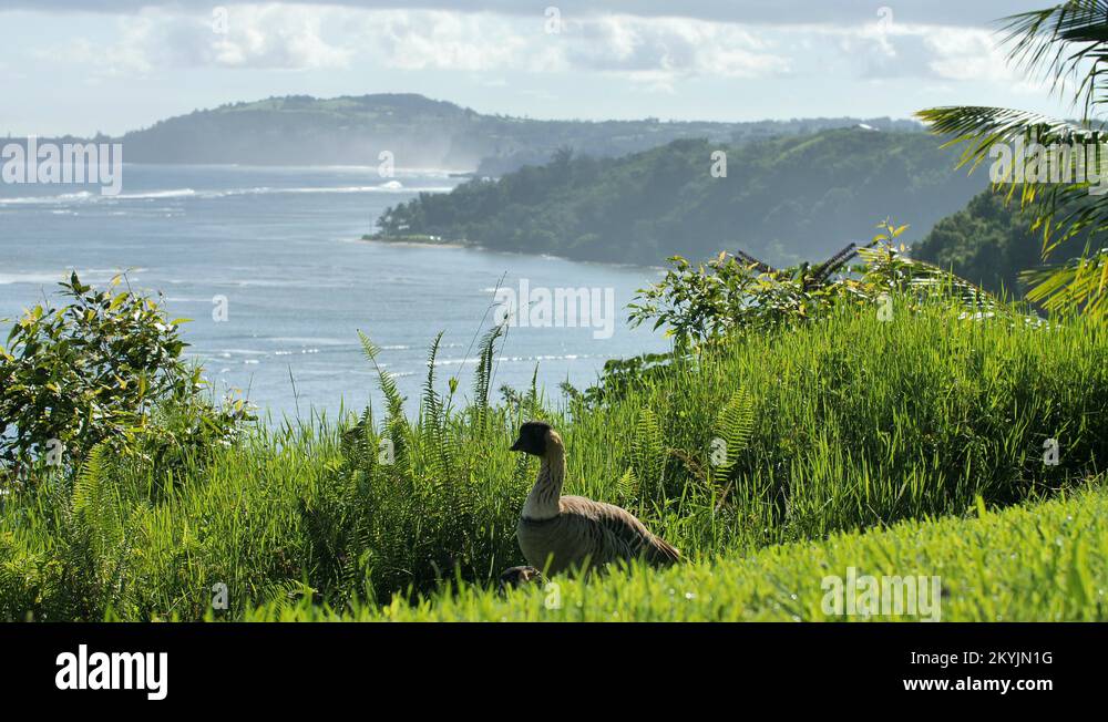 Hawaiian wild animals Stock Videos & Footage - HD and 4K Video Clips ...