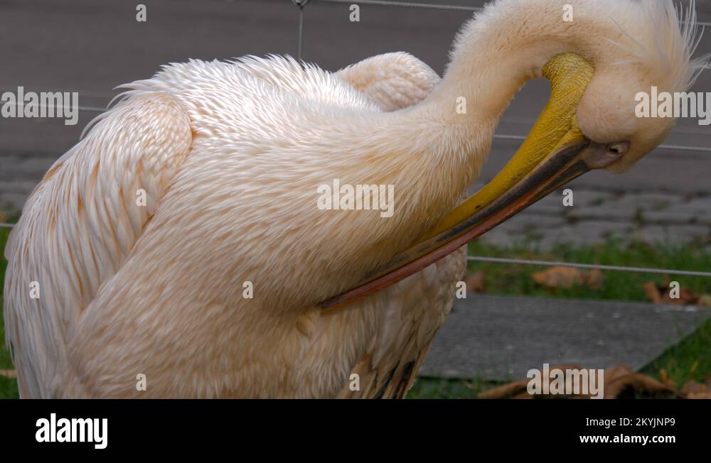 Chest feathers Stock Videos & Footage - HD and 4K Video Clips - Alamy