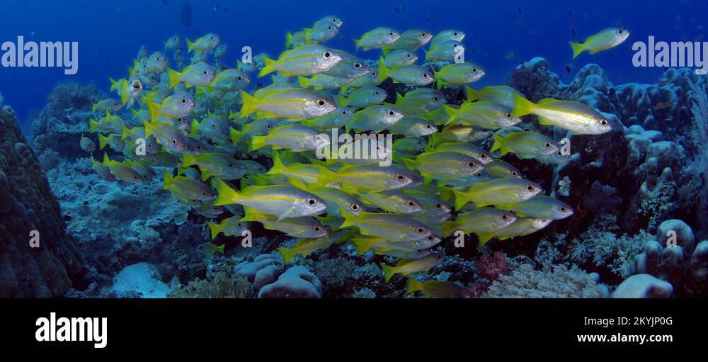 A large school of fish of Spanish flag snapper, Lutjanus lutjanus, Raja ...