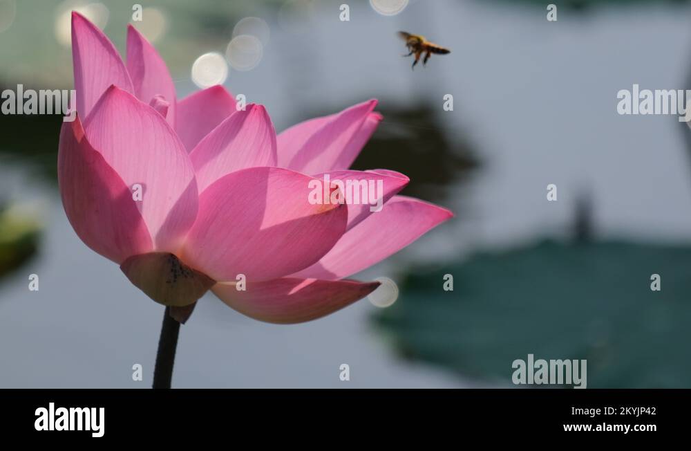 Honey of lotus flower Stock Videos & Footage - HD and 4K Video Clips ...