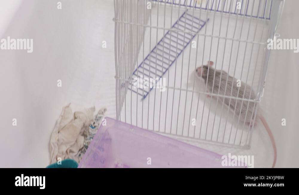 Young woman pet rat Stock Videos & Footage - HD and 4K Video Clips - Alamy