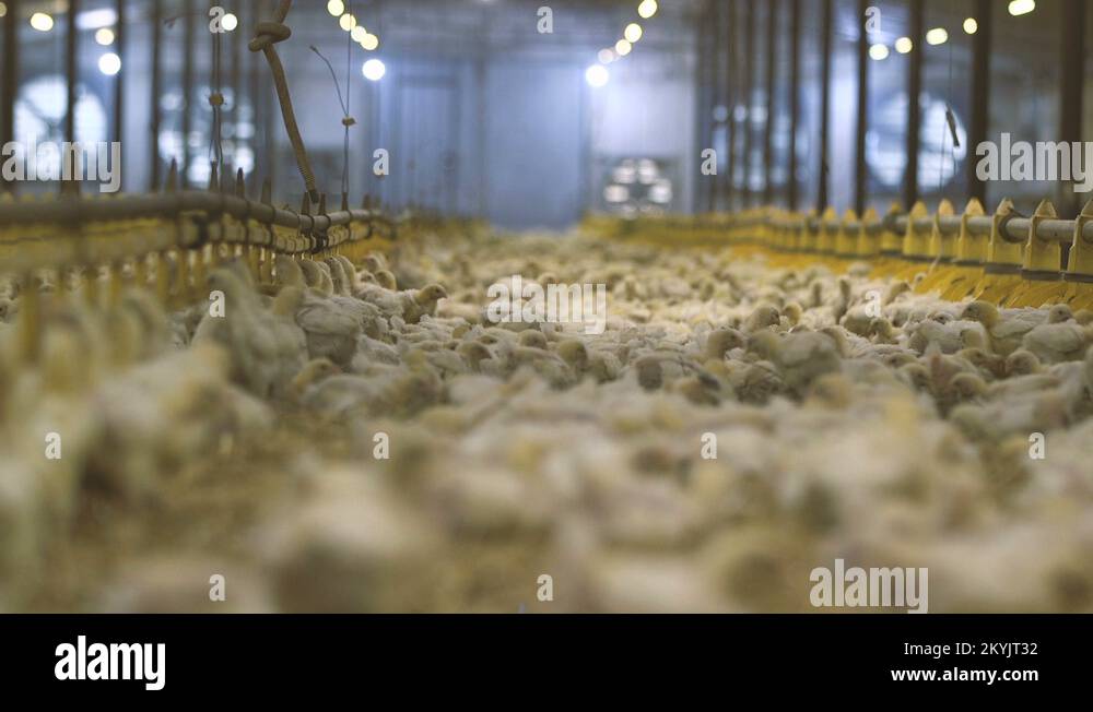 Thousands of chicken lying and drinking water in a hen factory with ...
