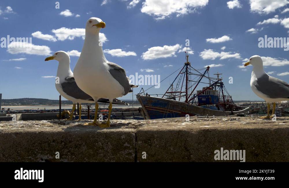 Essaouira food Stock Videos & Footage - HD and 4K Video Clips - Alamy