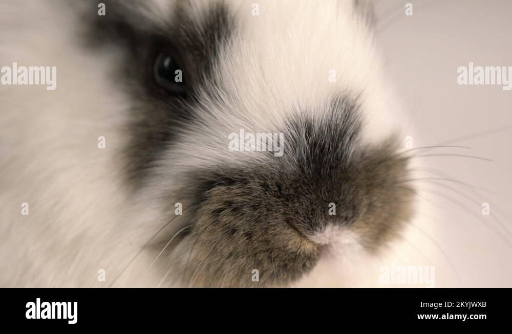 Bunny close Stock Videos & Footage - HD and 4K Video Clips - Alamy