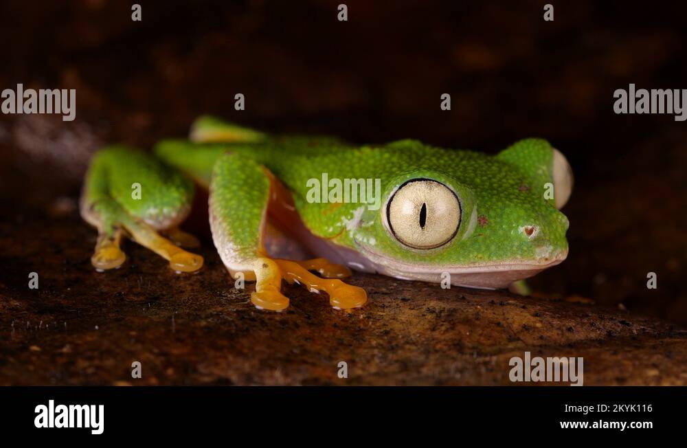 Leaf Frog (Agalychnis hulli) blinking its eyes Stock Video Footage - Alamy