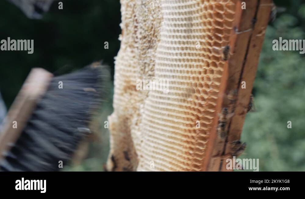 Brood chamber Stock Videos & Footage - HD and 4K Video Clips - Alamy