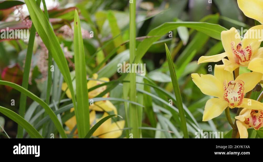 Cymbidium flower Stock Videos & Footage - HD and 4K Video Clips - Alamy
