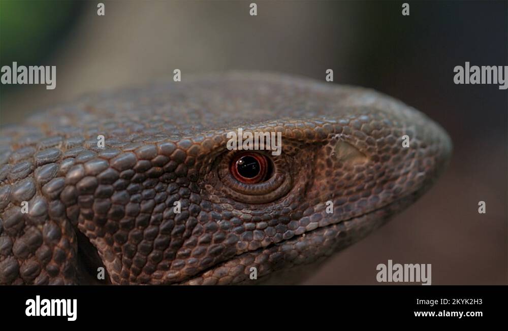 Cold blooded animal Stock Videos & Footage - HD and 4K Video Clips - Alamy