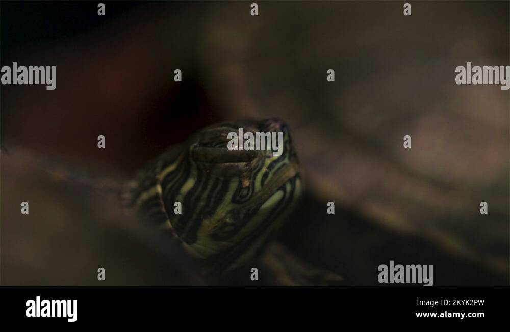 Baby turtle opening its eyes waking up from sleeping. Red Ear Slider ...