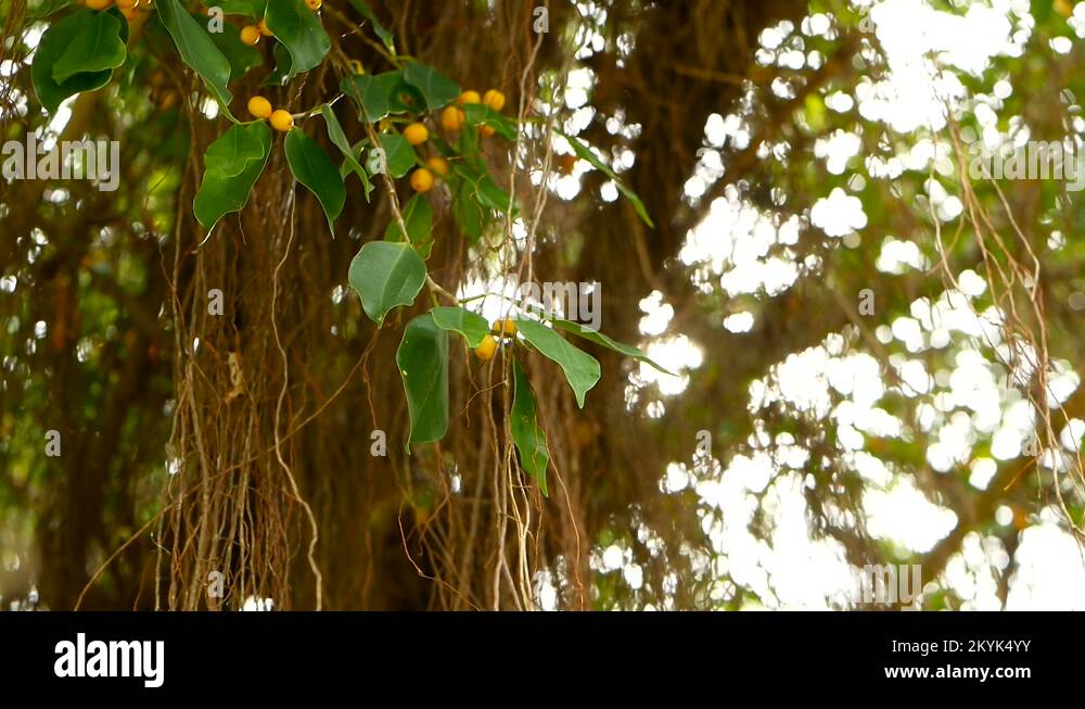 Brown long aerial roots of big Indian banyan tree hanging down in ...