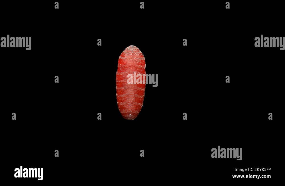 Insect life cycle stage Stock Videos & Footage - HD and 4K Video Clips ...