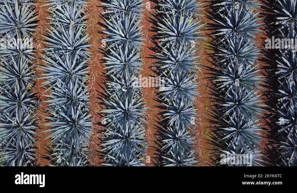 Agave Field 4k Aerial Birds Eye View Drone Tequila Plants in Jalisco ...