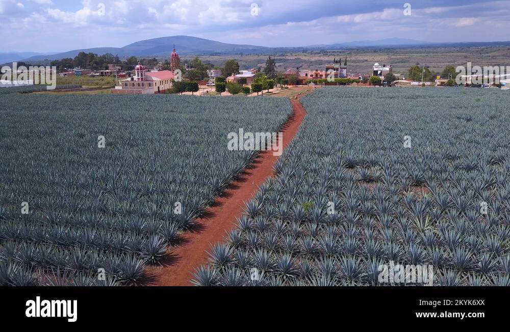 Mexican agave field Stock Videos & Footage - HD and 4K Video Clips - Alamy
