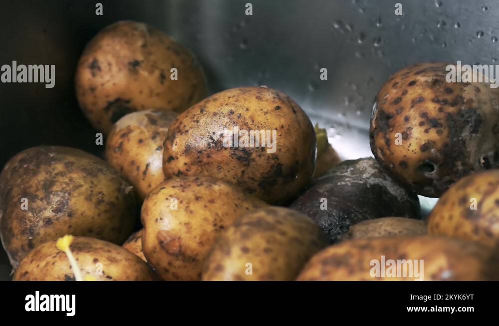 zoom shot dirty unwashed potatoes in a stainless steel sink Stock Video ...