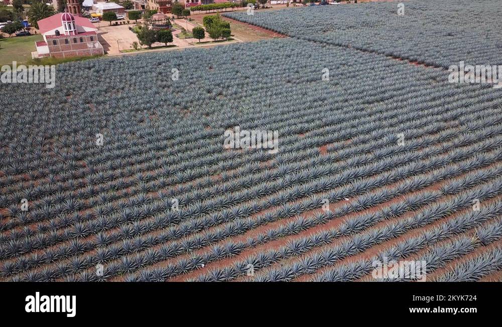 Agave Field 4k Aerial Drone of Camera Arcing Around Tequila Plants ...