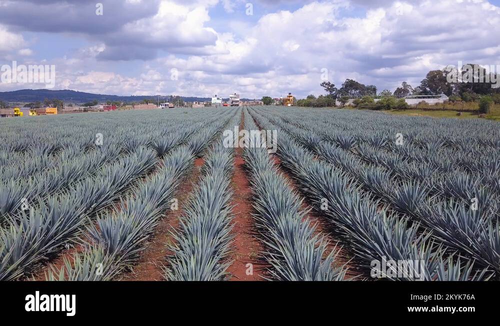 Agave Field 4k Aerial Dolly Drone of Tequila Plants Located in Jalisco ...