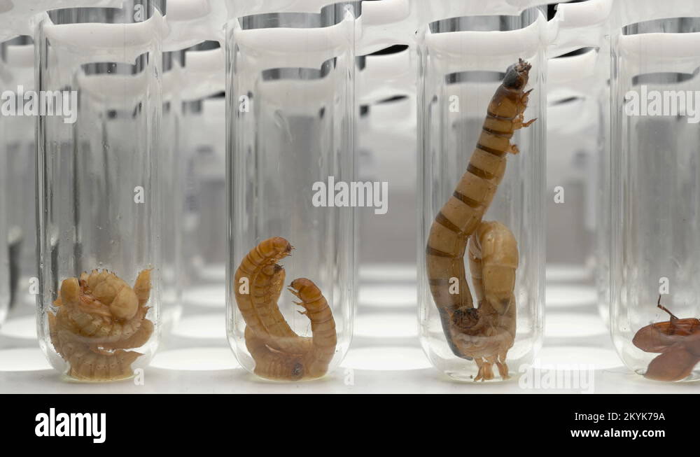 different stages of Tenebrio molitor, from pupae, larvae and beetles ...