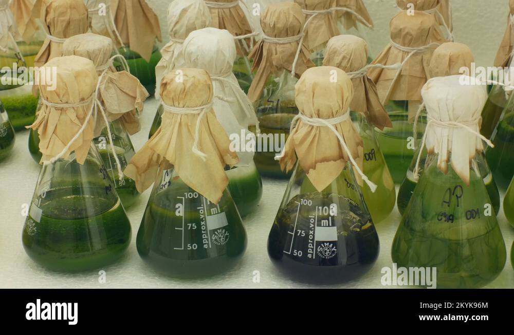 Test algae Stock Videos & Footage - HD and 4K Video Clips - Alamy